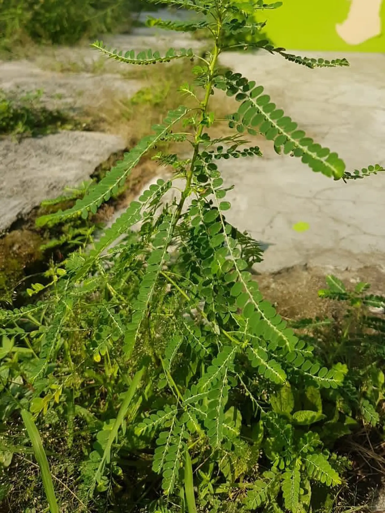 10 Manfaat Daun Meniran dan Efek Sampingnya, Wajib Tahu Sebelum ...