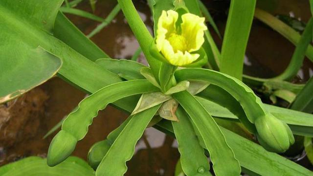 10 Manfaat Genjer untuk Kesehatan, Ketahui Efek Samping dan Kandungan ...