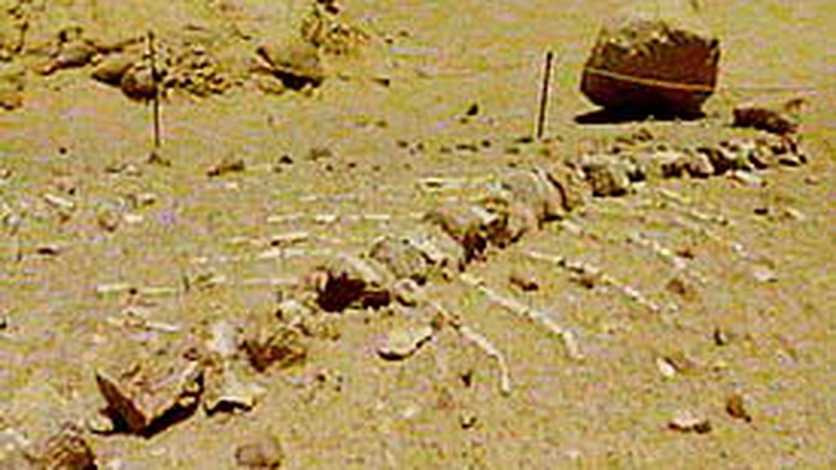 Fosil Ikan Paus Purba Ditemukan - Global Liputan6.com