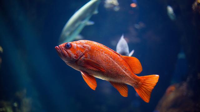 Warga Ukraina Dikejutkan Penemuan Ikan Guppy di Selokan Kotor