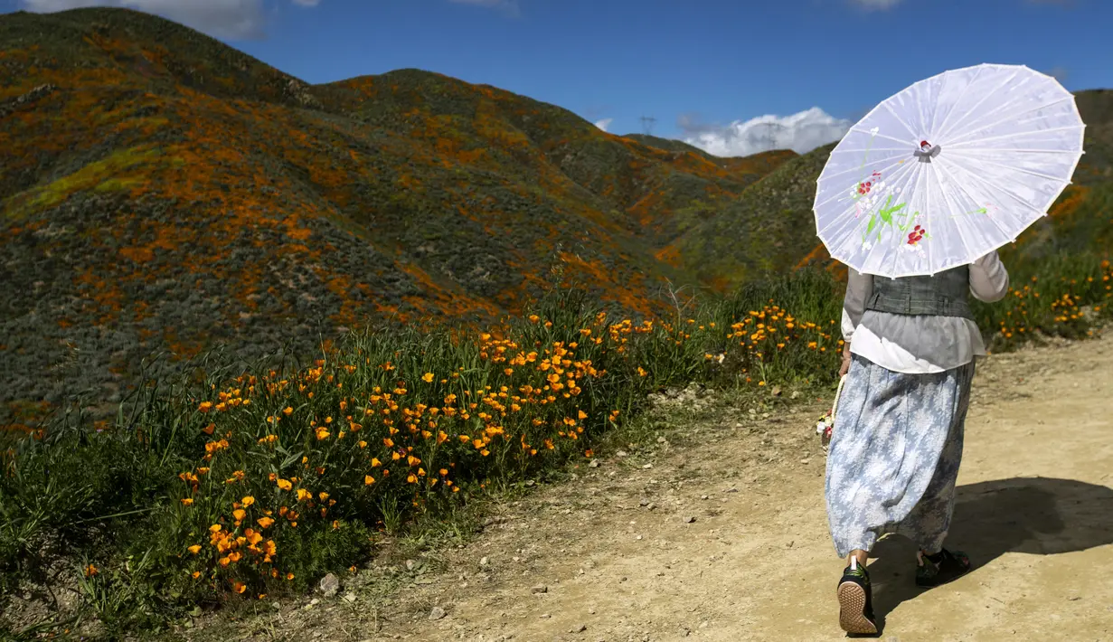 FOTO: Keindahan Bunga Poppy Liar yang Mekar di California - Foto ...
