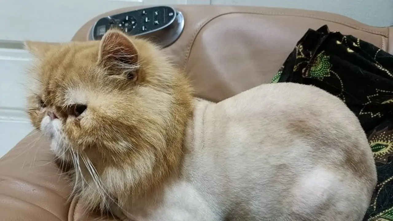 Potret 6 Kucing Bergaya Bak Singa Ini Bikin Makin Gemas - Hot Liputan6.com