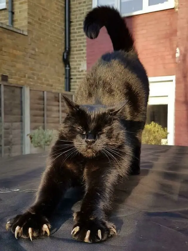 8 Potret Kucing dengan Cakar Tajamnya, Bikin Takut - Citizen6 Liputan6.com