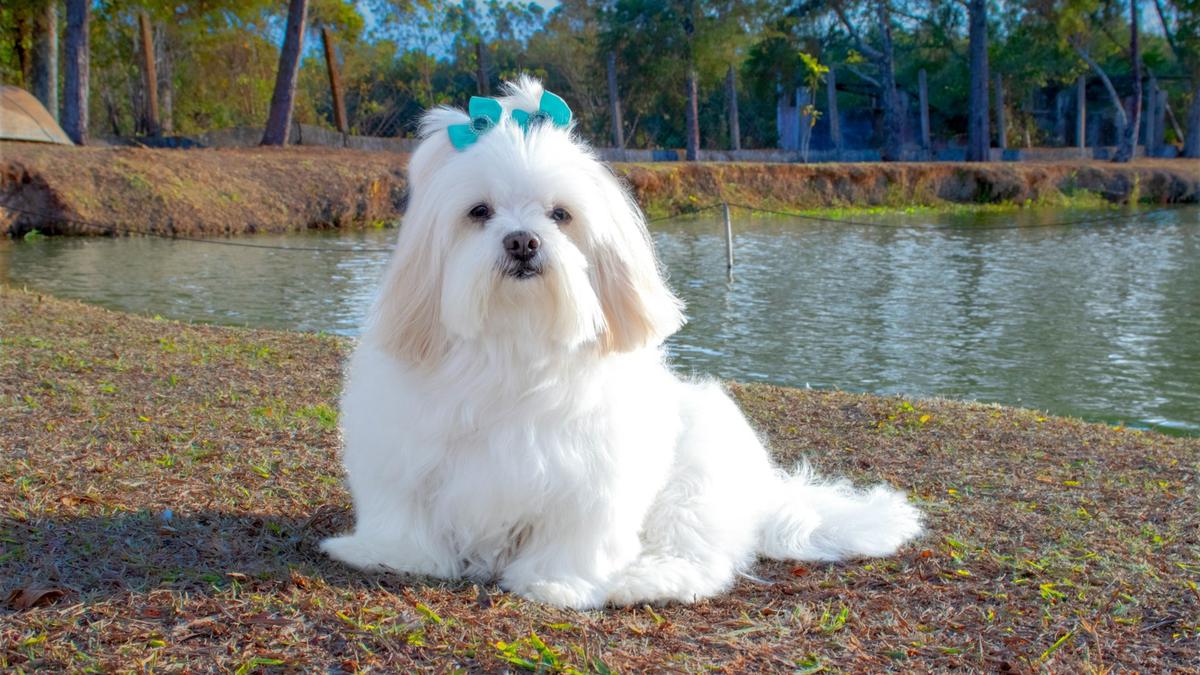 270 White Dog Names Your Pup Will Wear with Pride