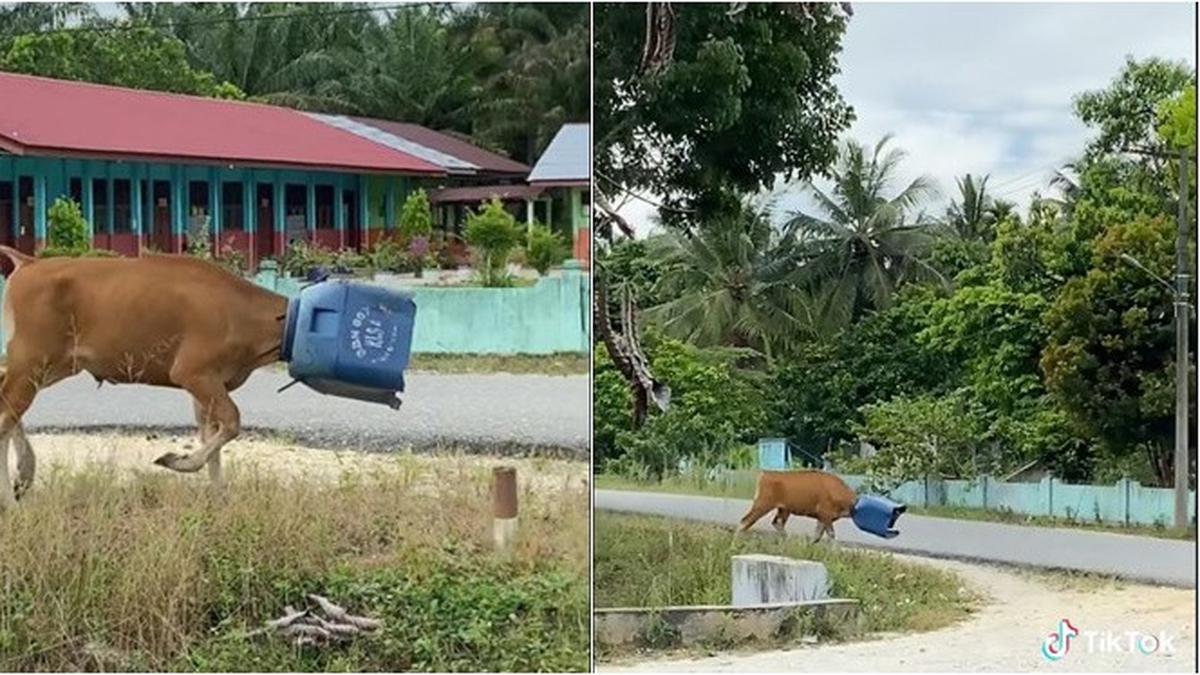 Viral Sapi Berlari Panik karena Kepala Nyangkut Tong, Magrib Baru Bisa ...