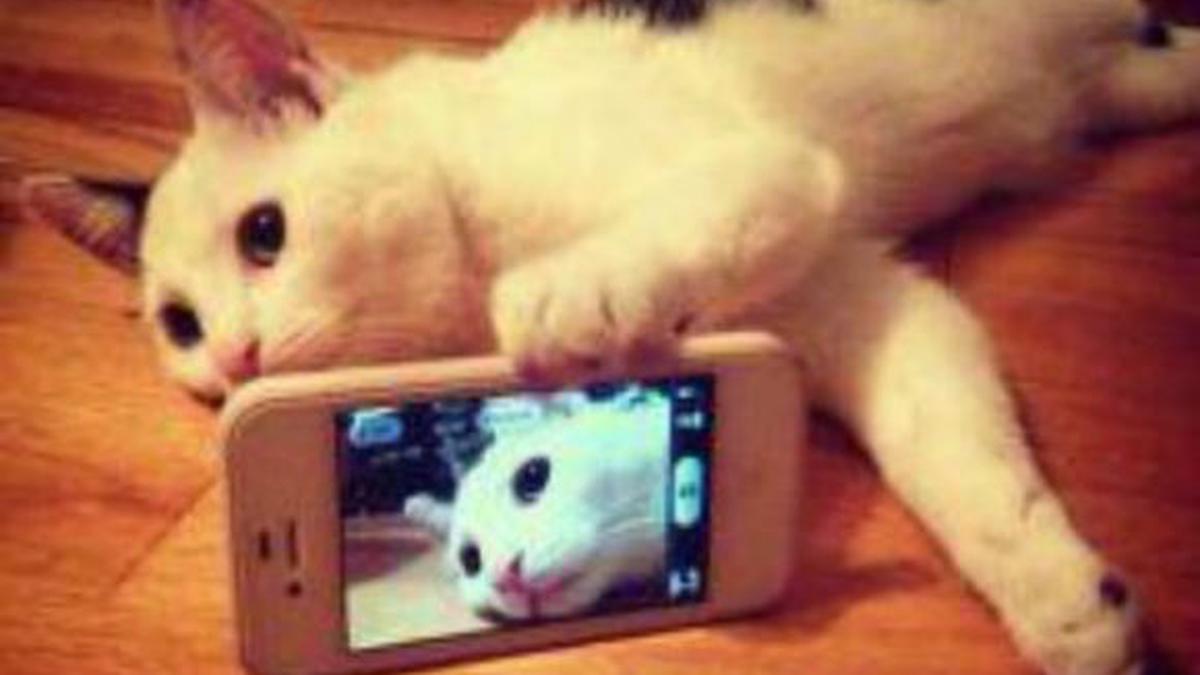 Berani Adu Selfie dengan Kucing-Kucing Ini?