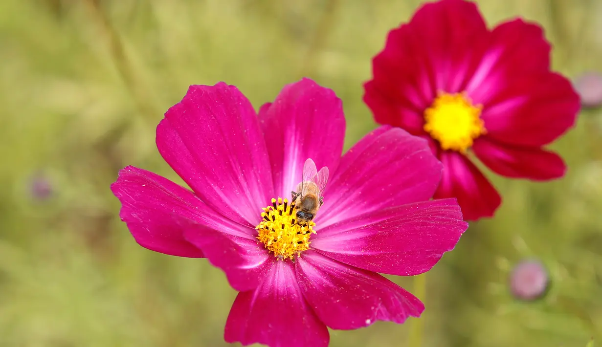 FOTO: Berwisata di Ladang Bunga Cosmos di Korsel - Foto Liputan6.com
