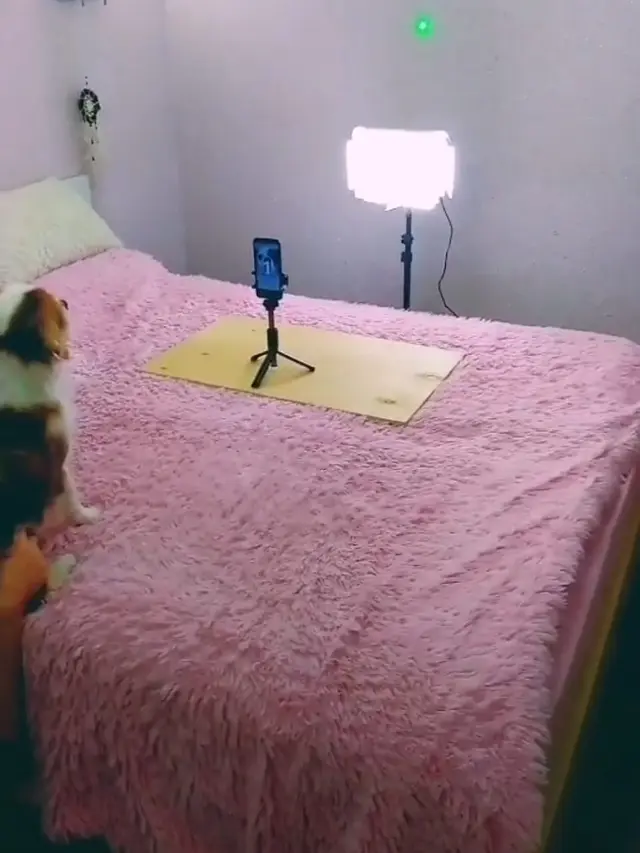 Viral Video Anjing Joget TikTok, Tingkahnya Bikin Warganet Gemas