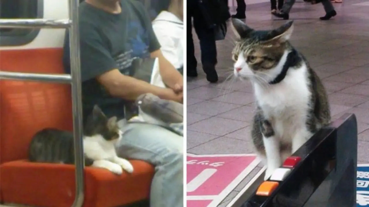 Entah untuk Keperluan Apa, Kucing Ini Rutin Naik Kereta - Citizen6 ...