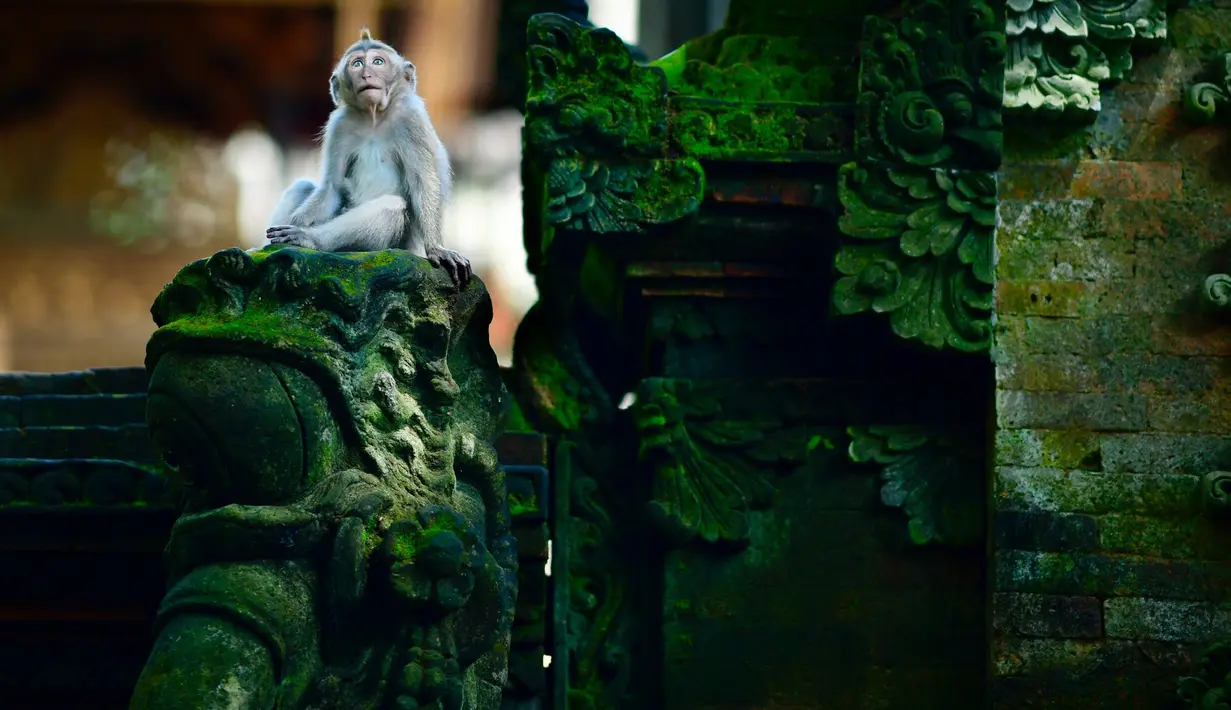 FOTO: Lucunya Kawanan Monyet di Monkey Forest Ubud - Foto Liputan6.com