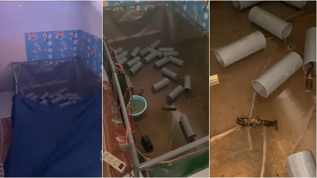 Bikin Syok, Pemilik Kos Temukan Budidaya Lobster di Kamar Penyewa yang Nunggak 2 Bulan - Hot ...