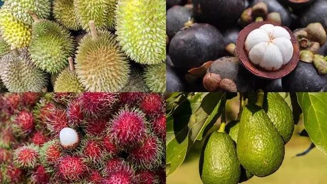 Ketahui Kalender Musim Buah di Indonesia untuk Nikmati Kelezatannya ...