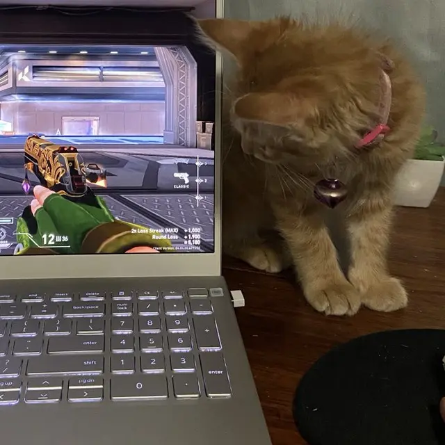 6 Potret Kucing Ganggu Majikan Main Game Ini Bikin Senyum Tipis - Hot ...