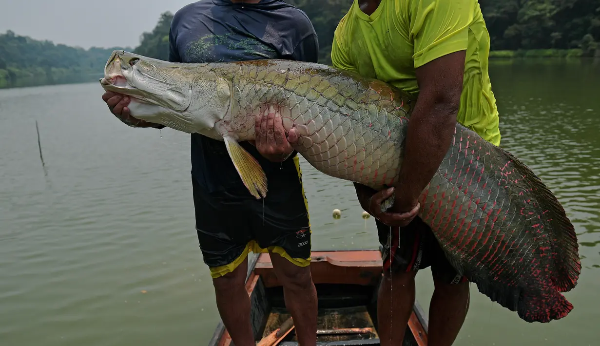 PHOTO: Begini Wujud Ikan Air Tawar Terbesar di Dunia dari Amazon - Foto ...