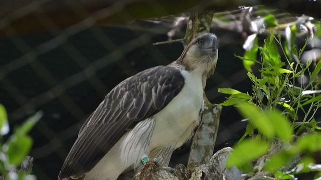 9 Elang Berukuran Besar yang Ada di Dunia