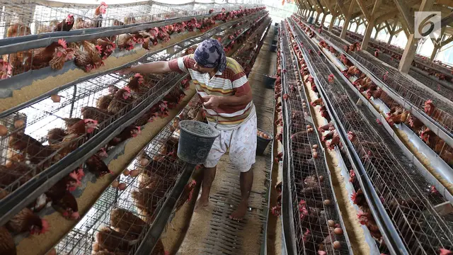 Harga Telur Anjlok, Mendag Usul untuk Bantuan Pangan