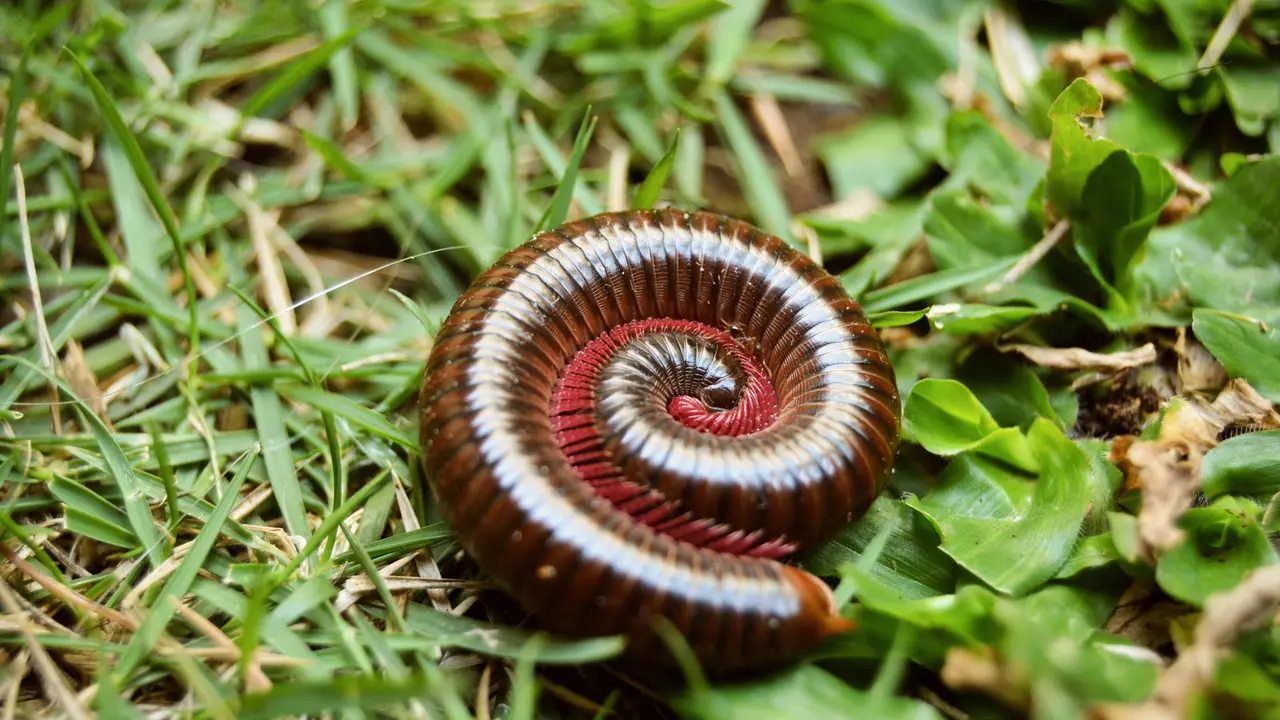 Dari Menyengat hingga Busuk, Ini 8 Hewan yang Gunakan Bau sebagai ...