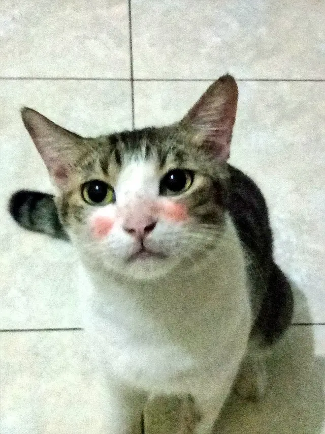 6 Potret Lucu Kucing Pakai Makeup, Wajahnya Pasrah dan Bikin Gemas ...