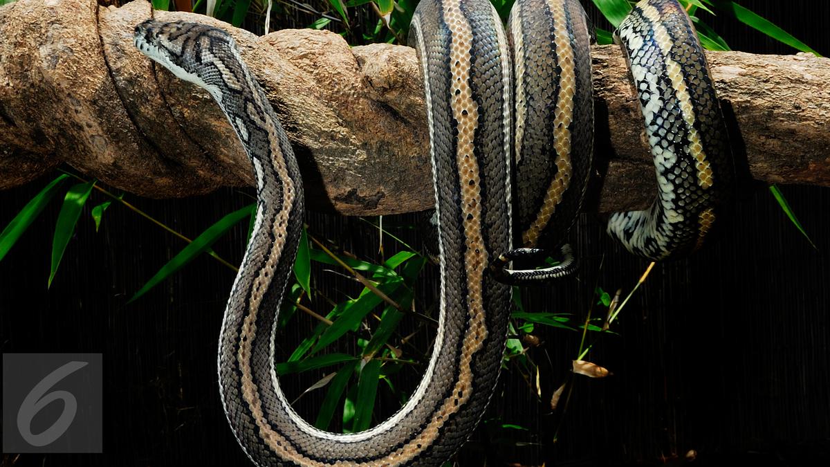 Ular Gagalkan Penerbangan Pesawat Emirates dari Oman ke Dubai - Global ...