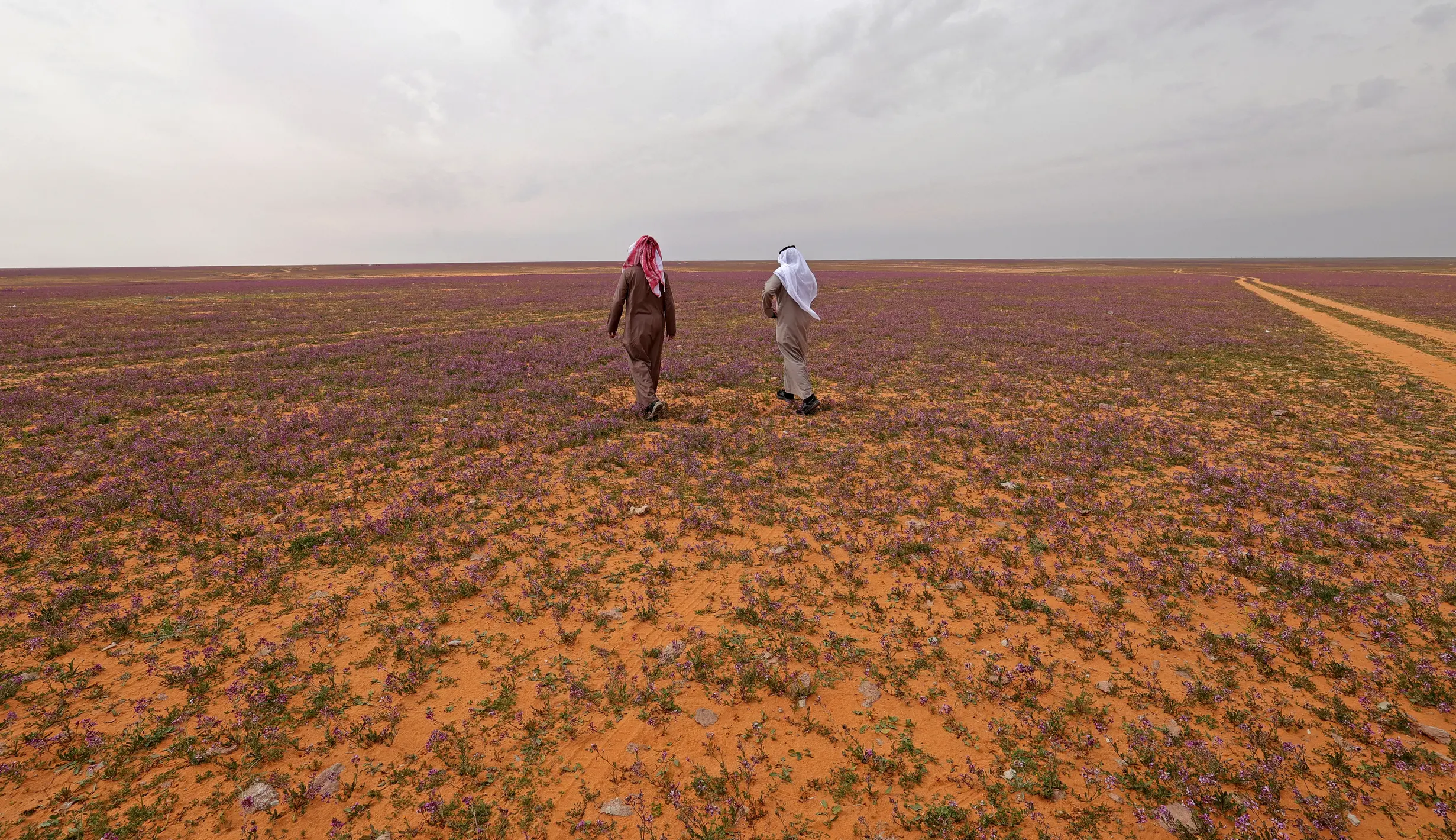 Arab Saudi Geger, Gurun Pasir Berubah Jadi Padang Bunga Lavender - Foto ...