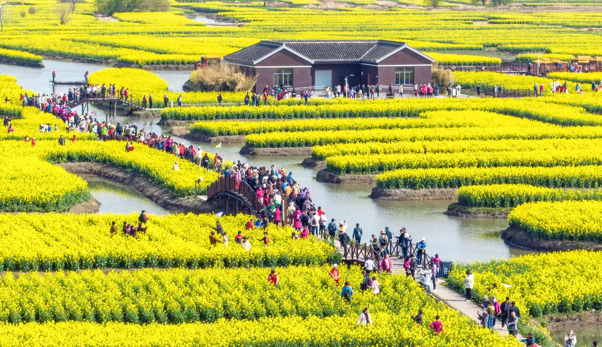 Menikmati Keindahan Warna-warni Bunga Sakura Bermekaran di China - Foto ...