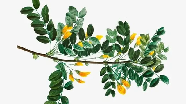 Peneliti BRIN Sebut Tumbuhan Johar Berpotensi Jadi Bahan Baku Obat ...