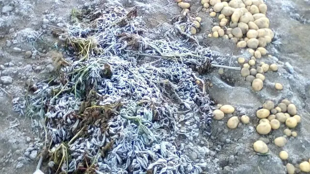 Mengenal Embun Es Dieng, 'Salju' Cantik nan Mematikan - Regional ...