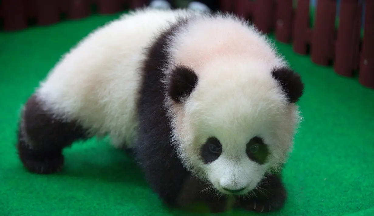 FOTO: Gemas, Bayi Panda di Bonbin Malaysia Tampil untuk Pertama Kalinya ...