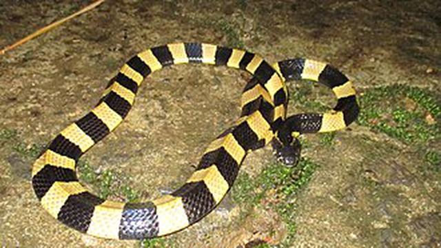 Apa Perbedaan Ular Weling dan Welang? Berikut Ciri-ciri, Bahaya, dan ...