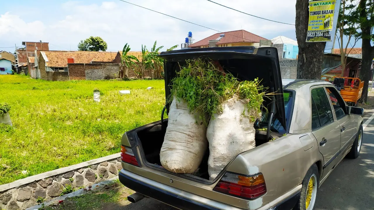 Wow Sultan... Peternak Domba Garut Cari Rumput Gunakan Mercy Klasik ...