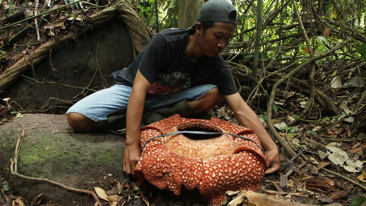 2 Bunga Rafflesia Mekar Sempurna di Hutan Lindung Bengkulu Utara ...
