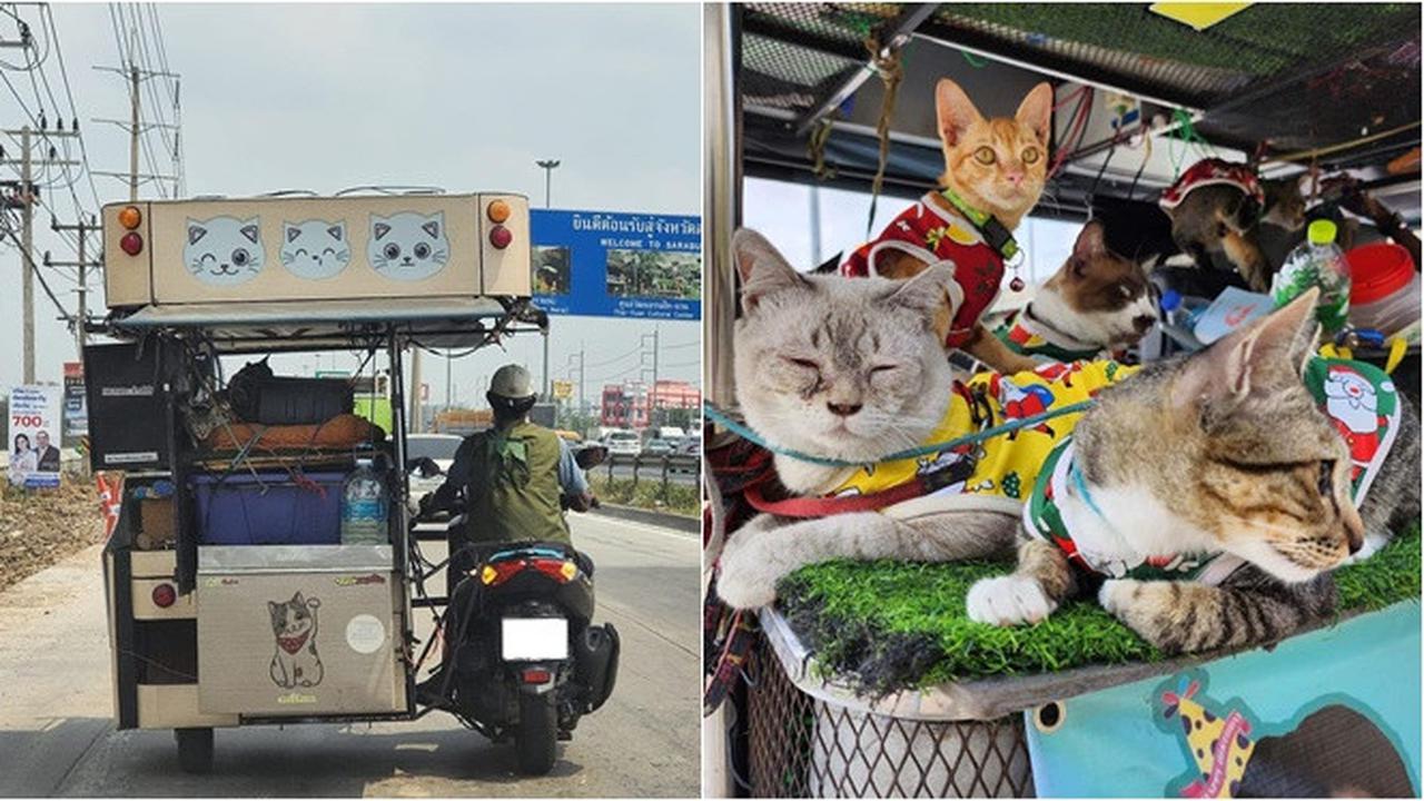 Viral Lansia Ajak 11 Kucing Traveling Pakai Motor, Tempuh Jarak 300 ...