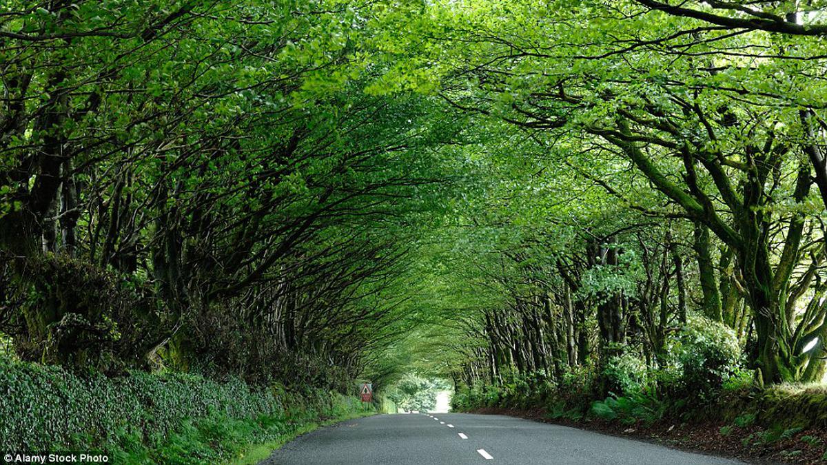 10 Terowongan Pohon Paling Indah di Dunia - Global Liputan6.com