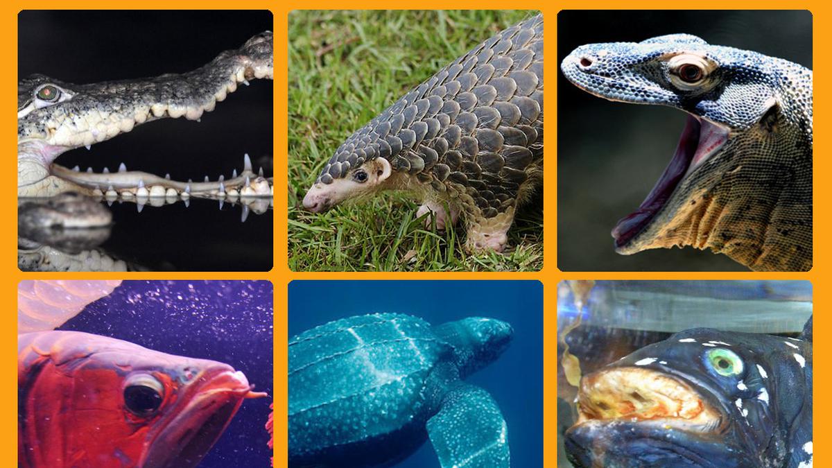 6 Hewan Purba yang Masih Hidup di Indonesia - Foto Liputan6.com