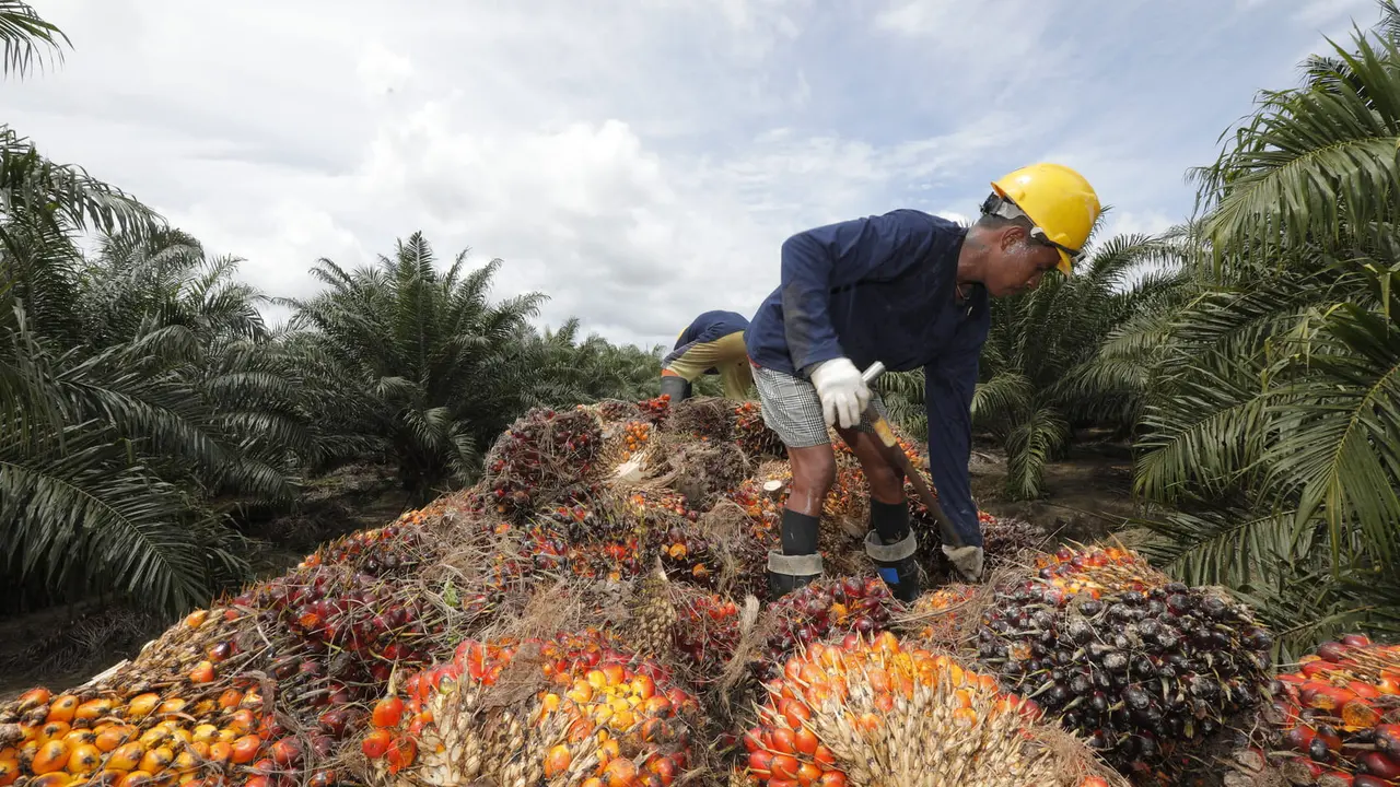 Austindo Bidik Produksi CPO Tumbuh 15 Persen pada 2025 - Saham Liputan6.com