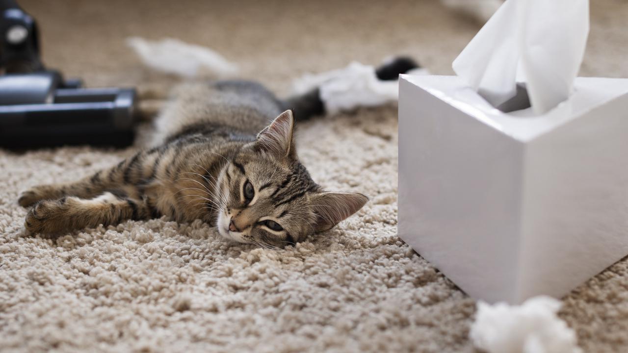 7 Cara Menghilangkan Bau Kandang Kucing di Rumah Sempit, Bebas Apek dan ...
