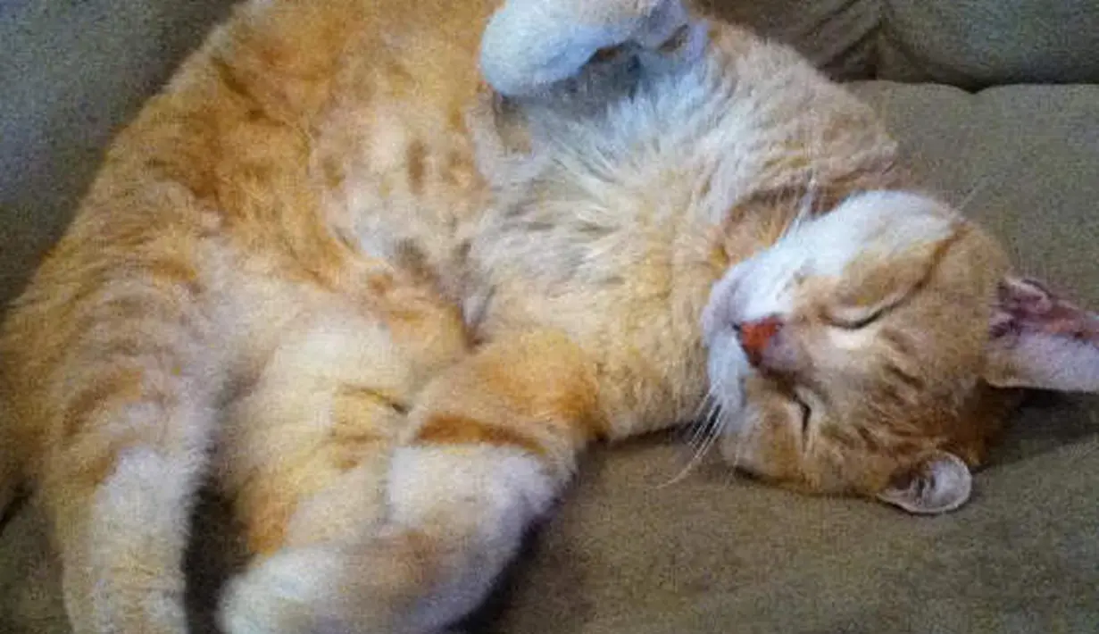 Foto-Foto Persahabatan 19 Tahun Anak Manusia Dengan Kucing - Photo ...