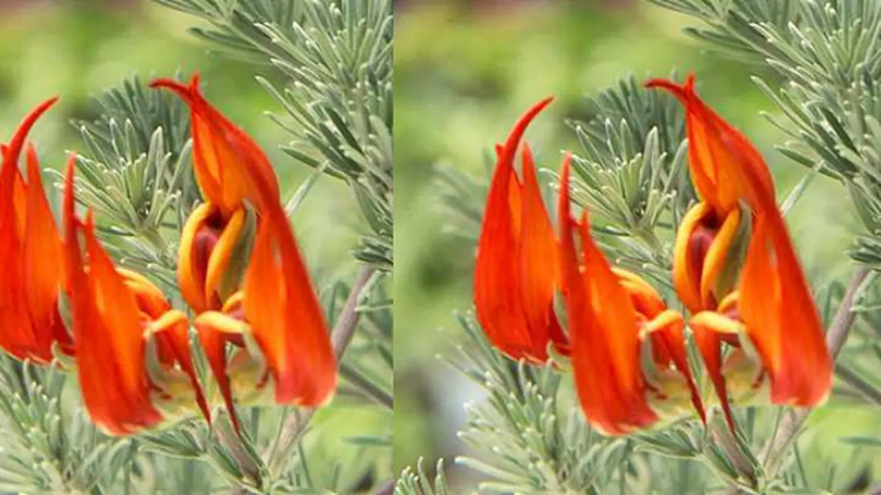 7 Bunga Terlangka di Dunia - Lifestyle Fimela.com