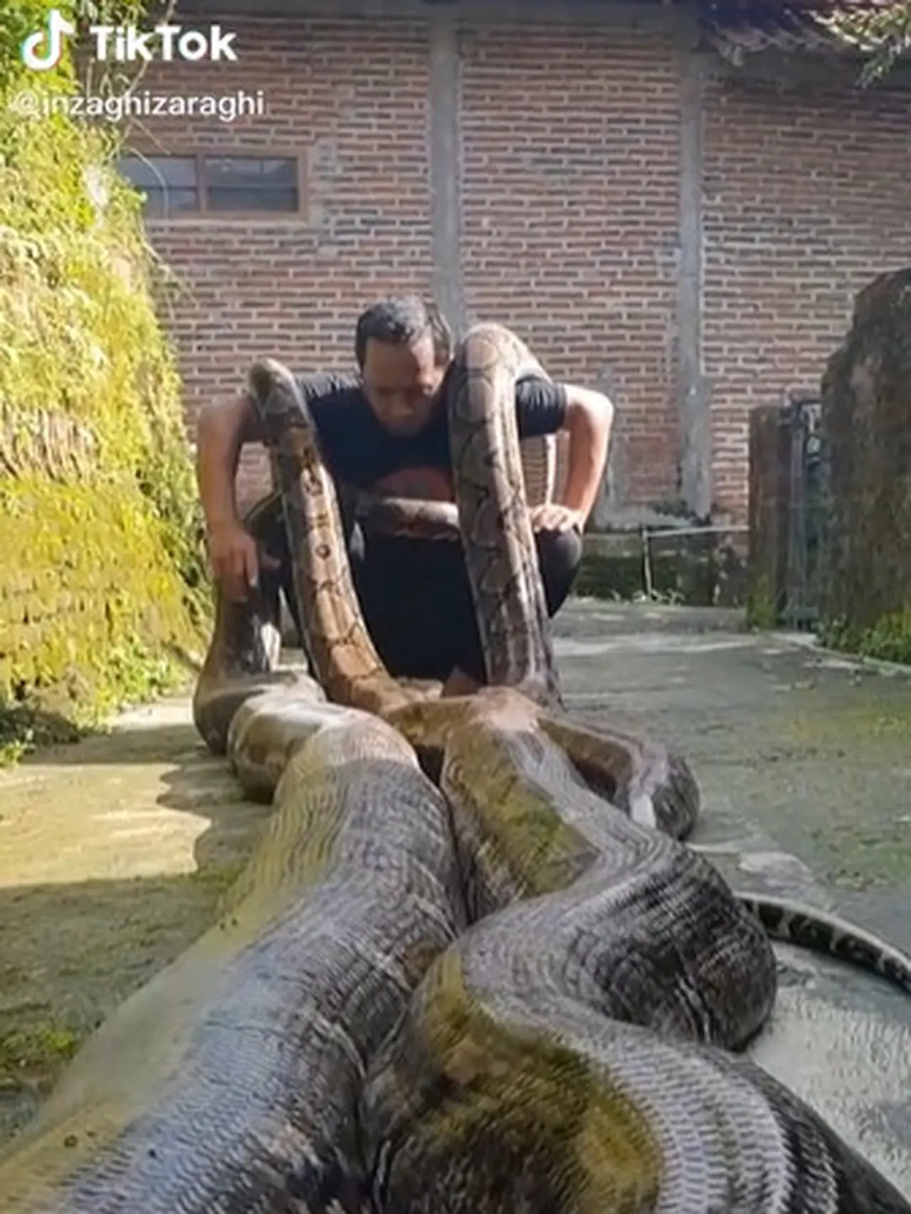 Viral Pria Pelihara Ular Phyton Sebesar Anaconda, Bikin Bergidik - Hot ...