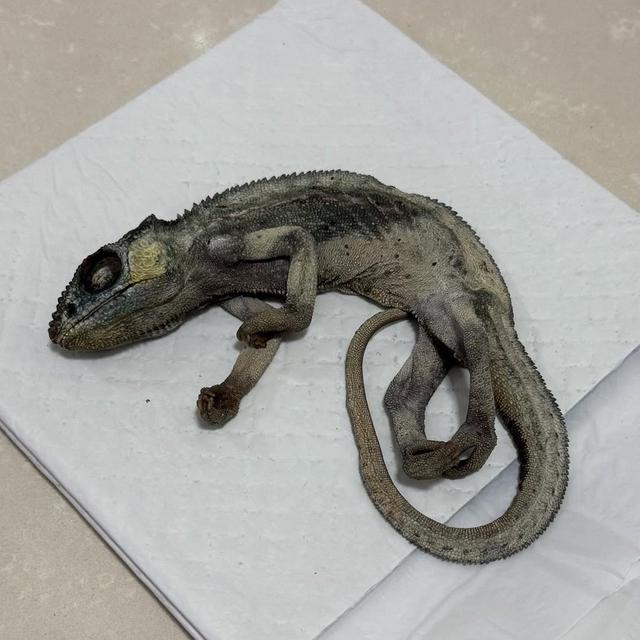 Demi Basmi Iguana Hijau, Taiwan Tawarkan Hadiah Uang Tunai Rp242 Ribu ...