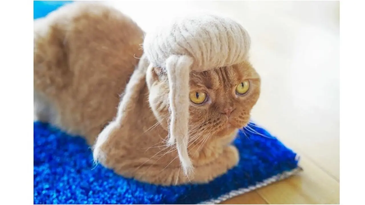 6 Potret Kucing Pakai Topi Bergaya Rambut Anime, Gokil Banget - Hot ...