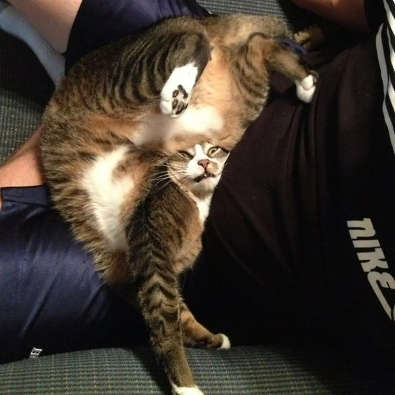 10 Gaya Kucing Super Nyeleneh, Bikin Geleng-Geleng Kepala - Citizen6 ...
