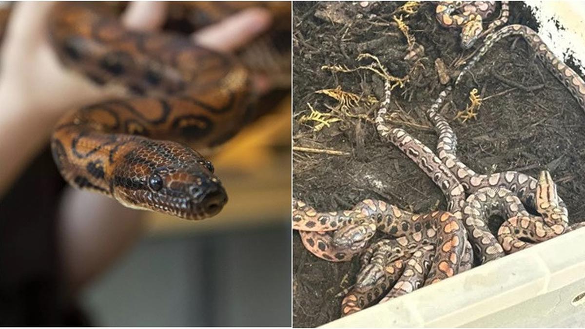 Ular 'Jantan' Melahirkan 14 Bayi Tanpa Pembuahan, Kejadian Langka - Hot ...