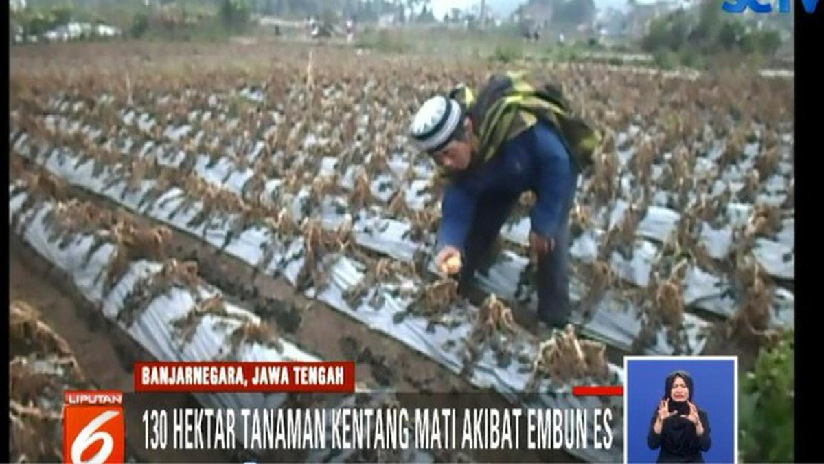 Begini Penampakan Tanaman Kentang di Dieng Terserang Embun Es - News ...