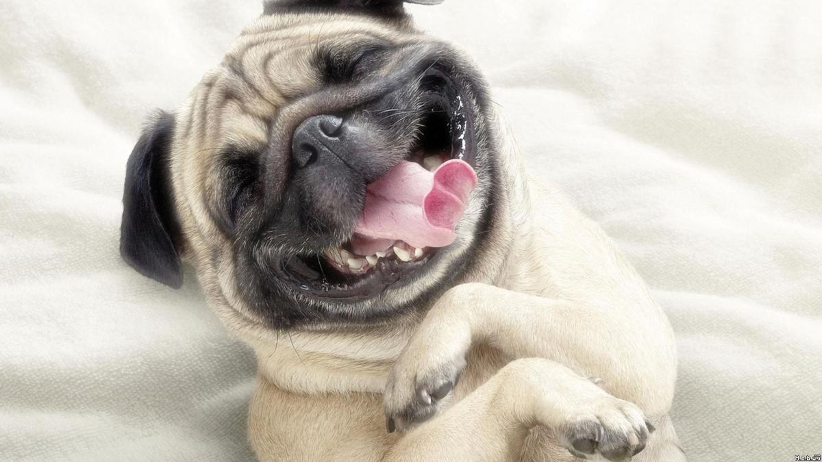 Potret Hewan Lucu yang Momennya Pas Banget Bikin Kamu Nyengir ...