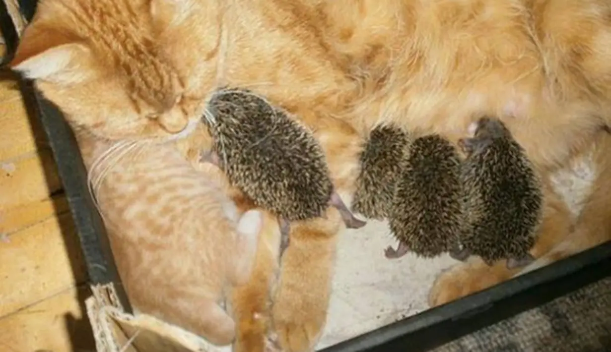 Potret Hangat Kucing Baik Hati Yang Rawat Anak Landak - Photo Fimela.com