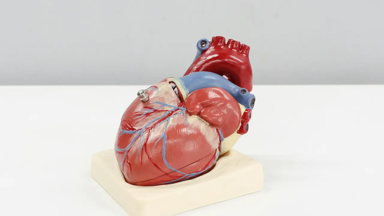 Letak Jantung, Fungsi, dan Cara Kerjanya dalam Memompa Darah ke Seluruh ...