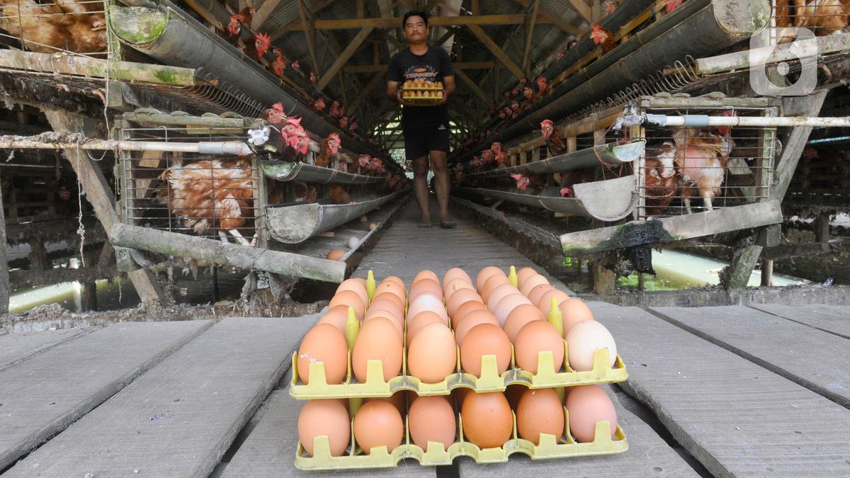 Sudah Tiga Minggu Terakhir, Harga Telur Ayam di Tingkat Peternak Naik - Foto Liputan6.com