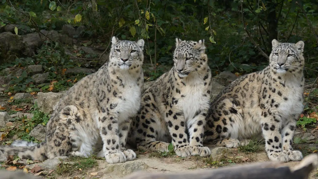 Mengenal Kota Bera, Satu-satunya Tempat di Bumi Jadi Lokasi Harmonis ...