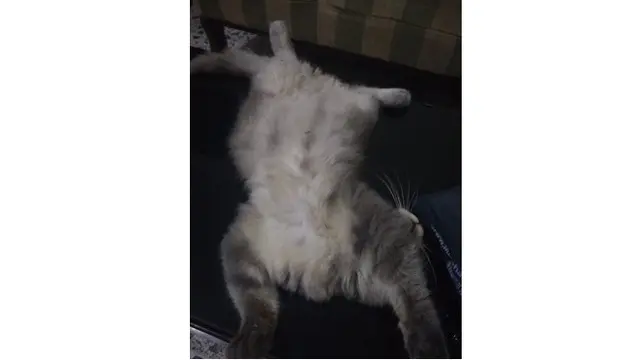 6 Potret Kucing Bergaya Akrobat Ini Bikin Gemas, Ada yang Kayang - Hot ...